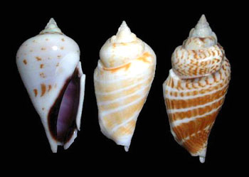 凤螺总科 Strombacea 蓝色动物学（中国动物学科普）